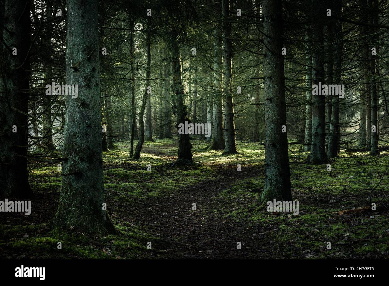 Path between conifers in the misty Barkeler Busch forest, Schortens, Friesland, Lower Saxony ...