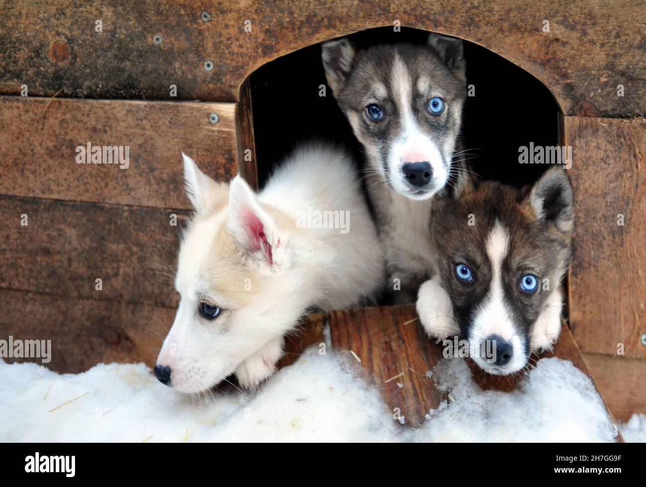Husky baby dogs hi-res stock photography and images - Alamy