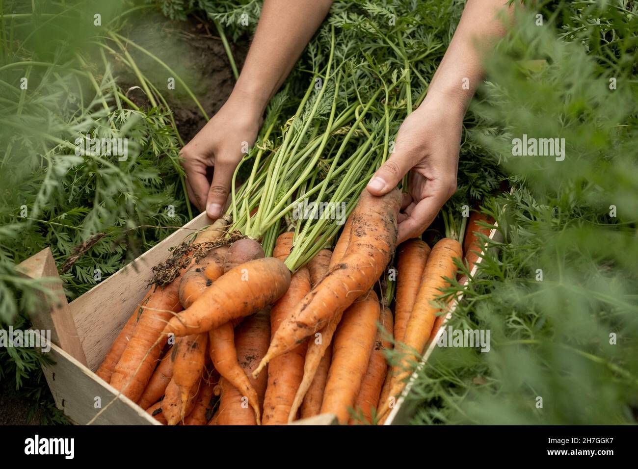 Close-up of unrecognizable farmer putting carrots into box while ...