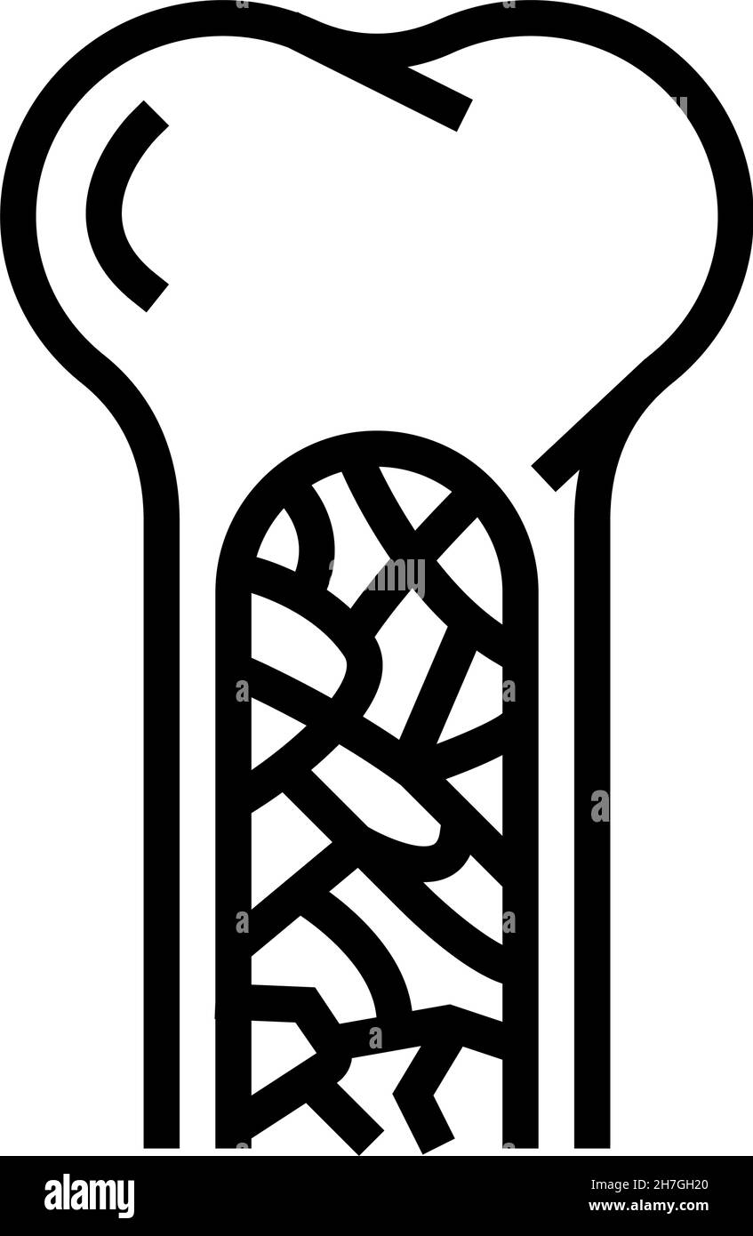 bone marrow line icon vector illustration Stock Vector Image & Art - Alamy