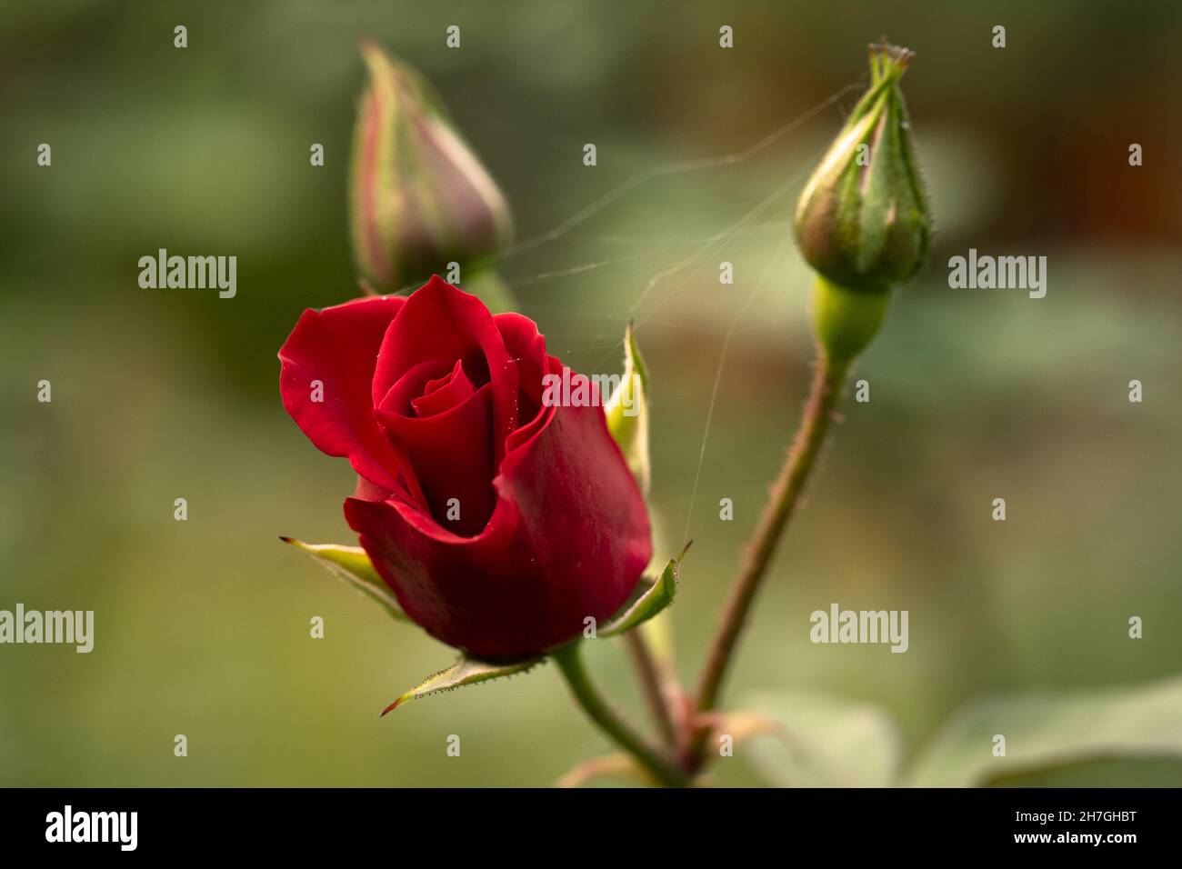 Two rose buds hi-res stock photography and images - Alamy