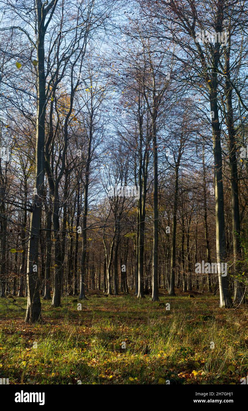 English autumn woodlands hi-res stock photography and images - Alamy