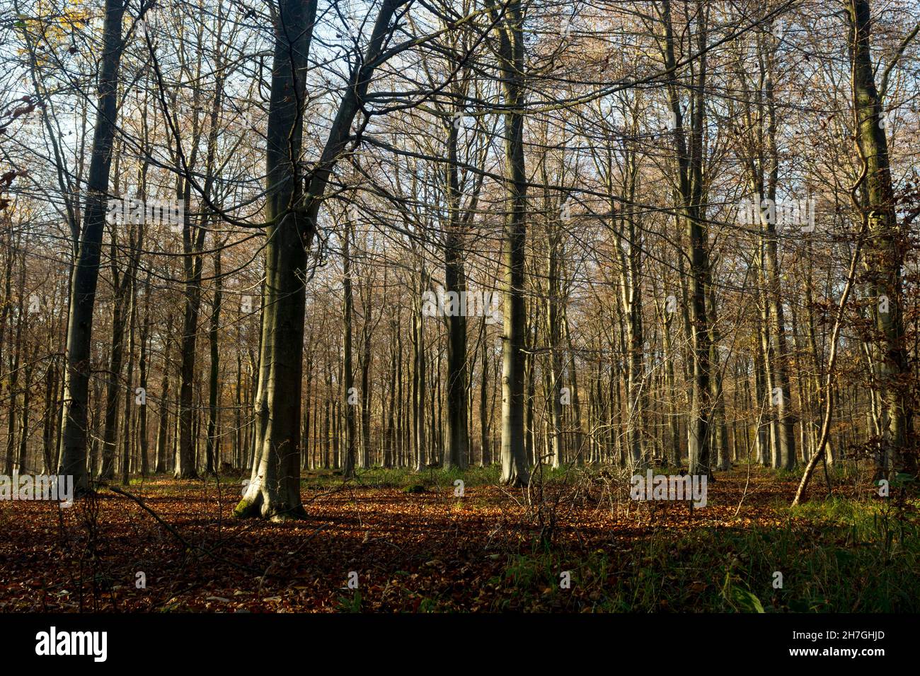 Guiting Wood in autumn, Gloucestershire, England, UK Stock Photo - Alamy