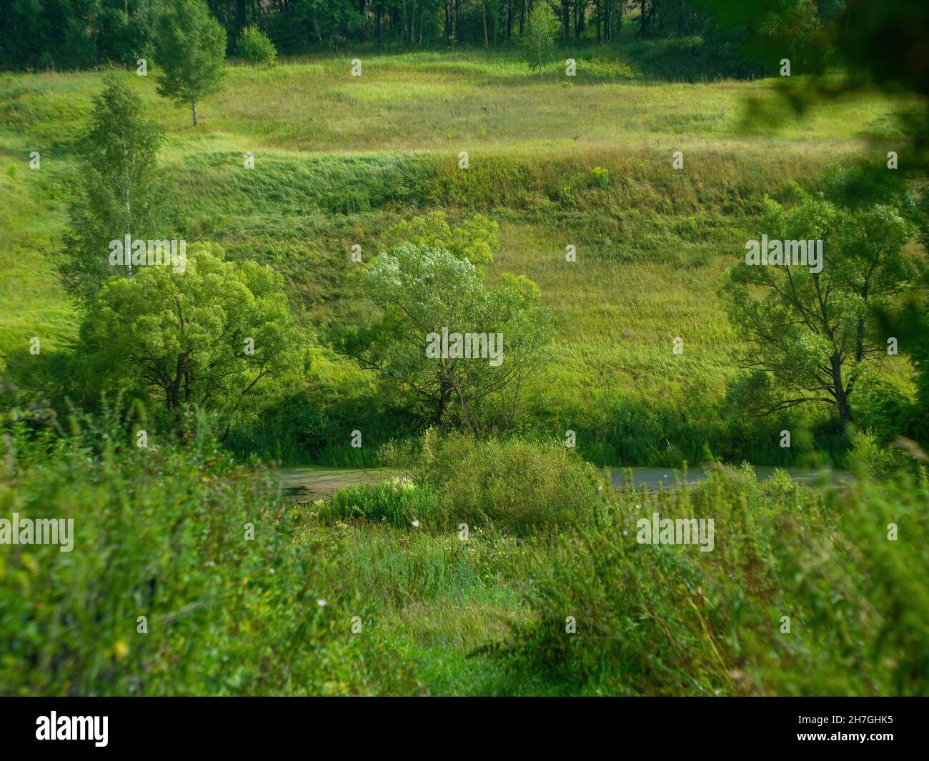 tree-covered bank of a small river in summer Stock Photo - Alamy