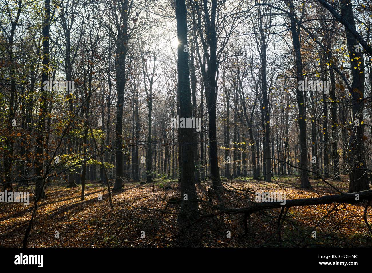 Cotswold Autumn Woods High Resolution Stock Photography and Images - Alamy