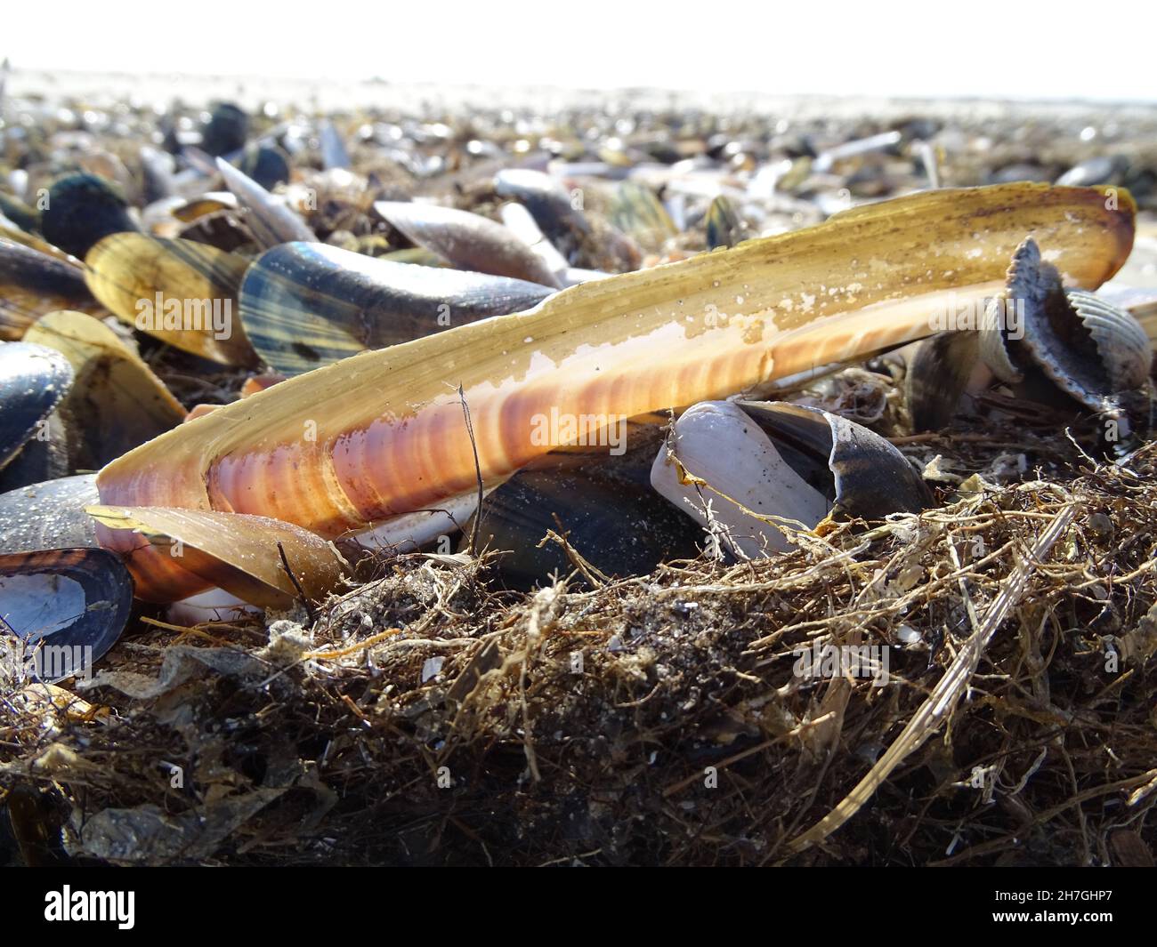 Mussels shells on the beach in the Netherlands Stock Photo - Alamy