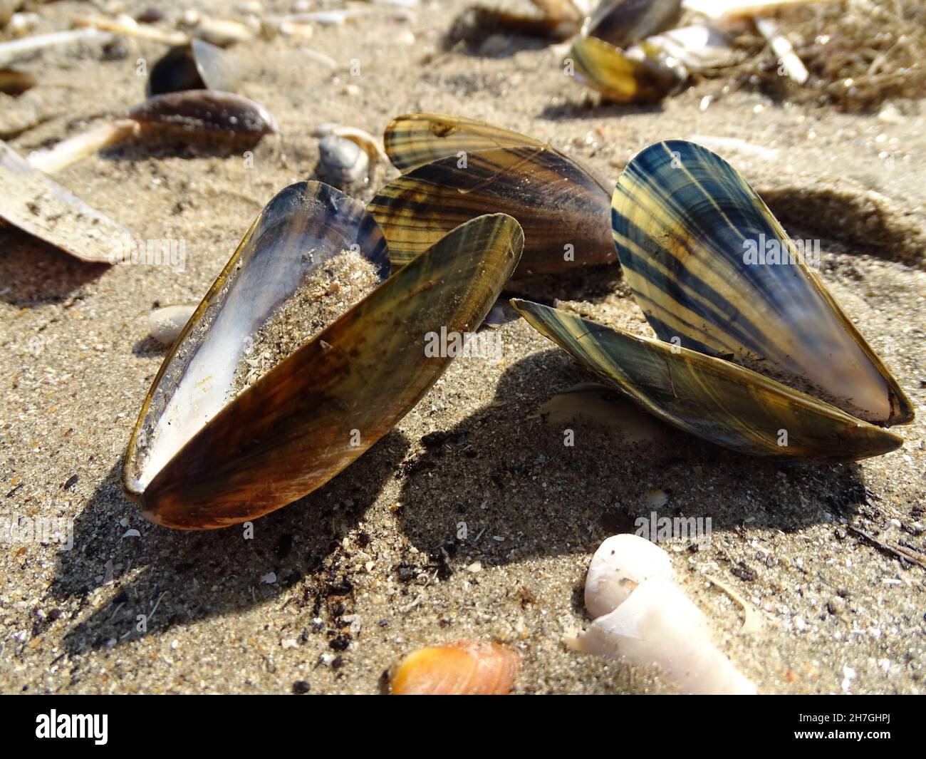 Mussels shells on the beach in the Netherlands Stock Photo - Alamy