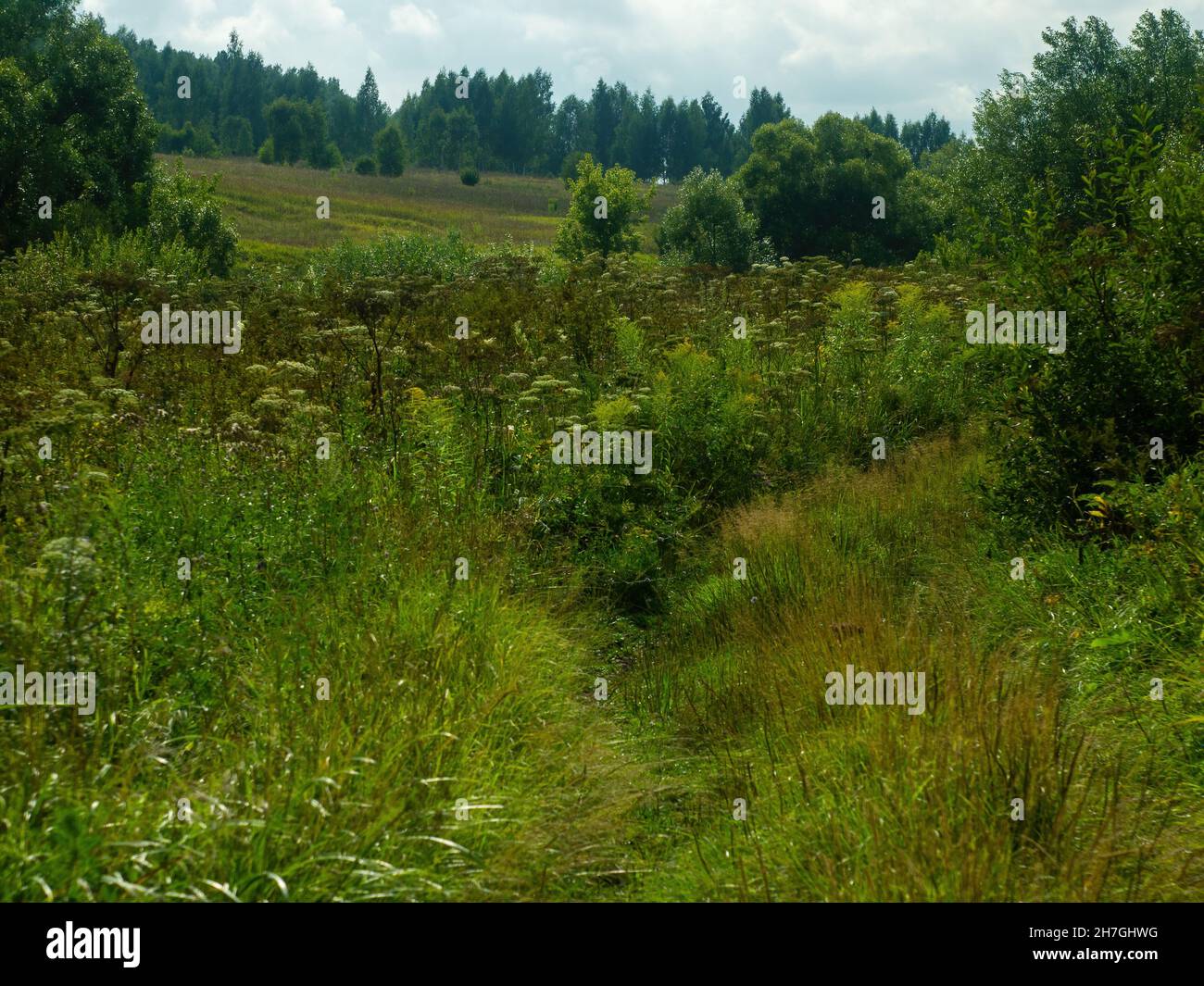 Forest path overgrown with green grass hi-res stock photography and ...