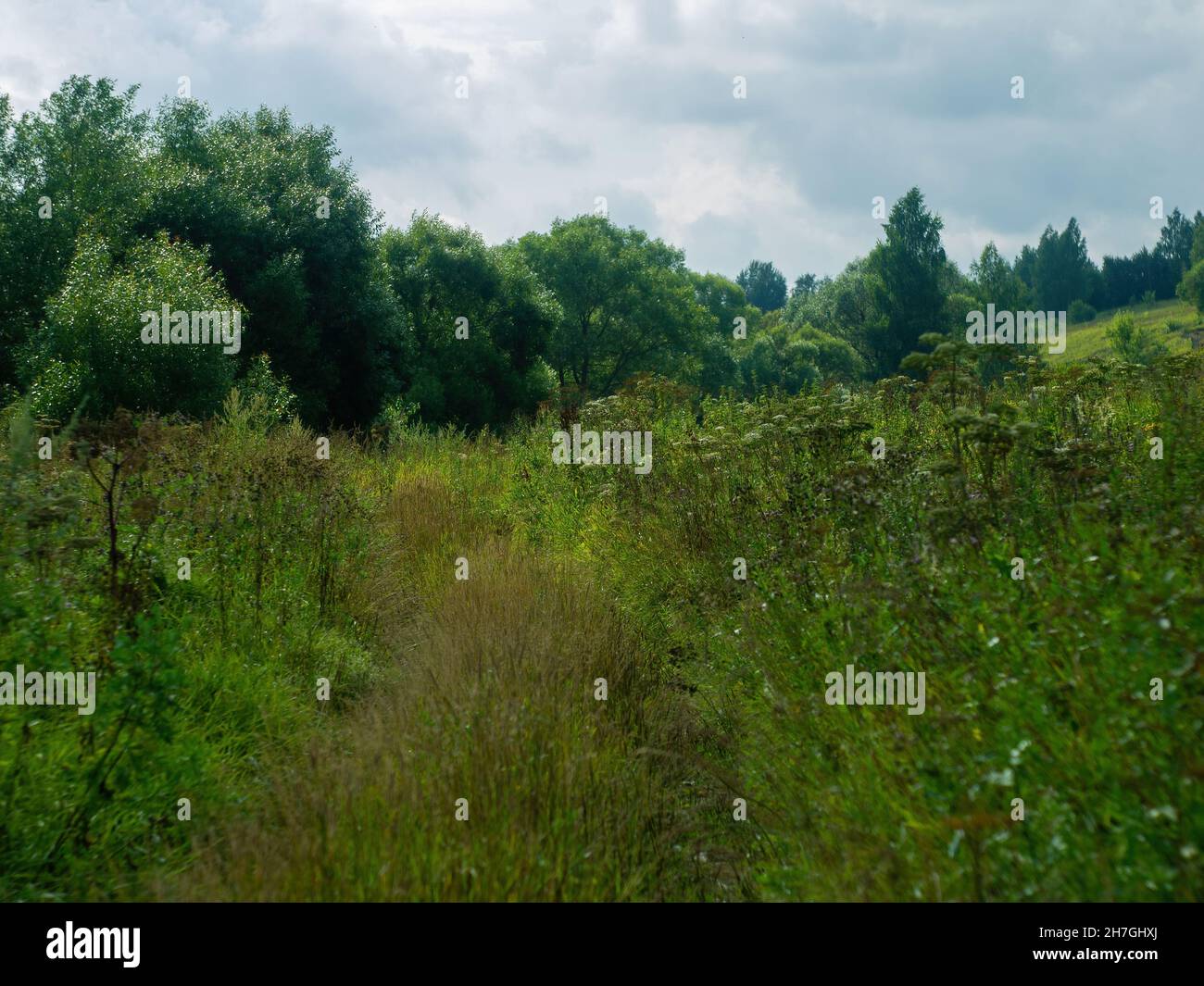 Forest path overgrown with green grass hi-res stock photography and ...