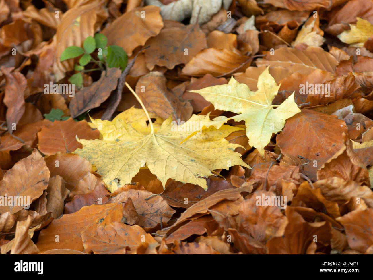 Deciduous trees shedding leaves hi-res stock photography and images - Alamy