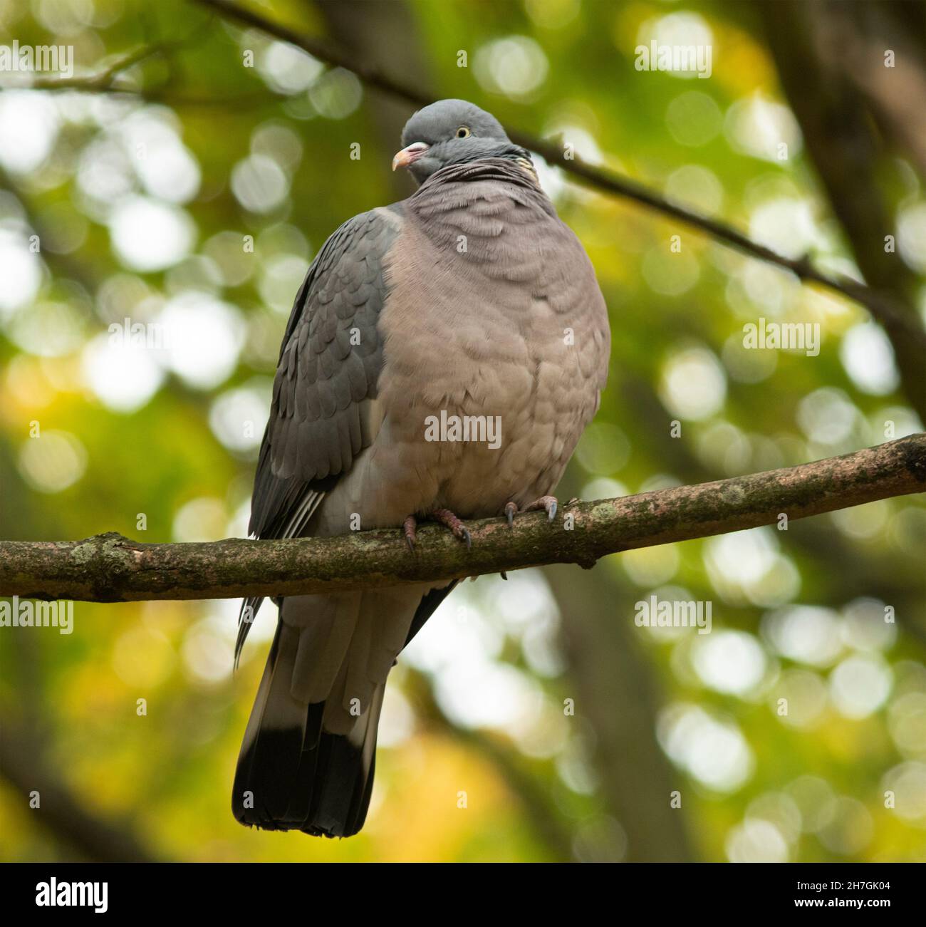 The Wood Pigeon is the largest of the European dove family. They are a ...