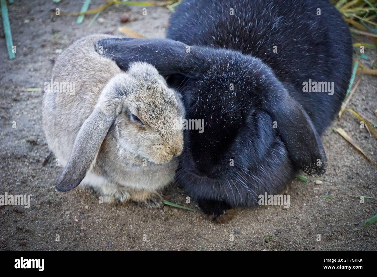 Beautiful shot two rabbits hi-res stock photography and images - Alamy