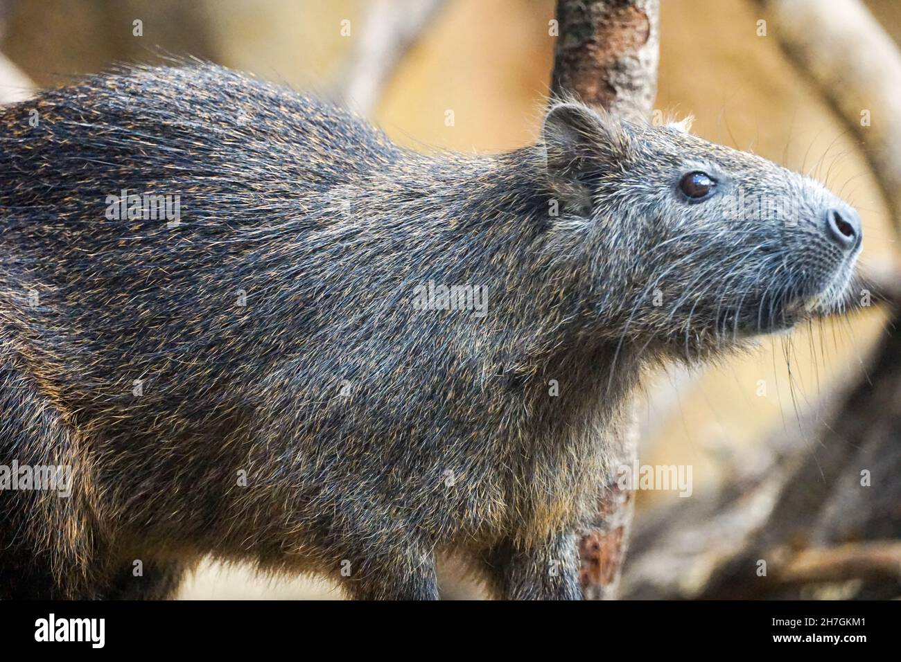 Hutias hi-res stock photography and images - Alamy