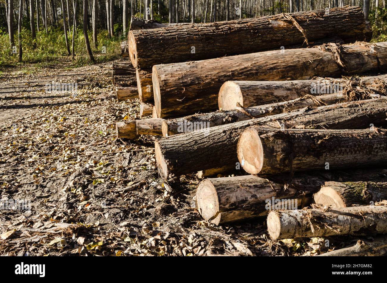 Cut poplar trees road hi-res stock photography and images - Alamy