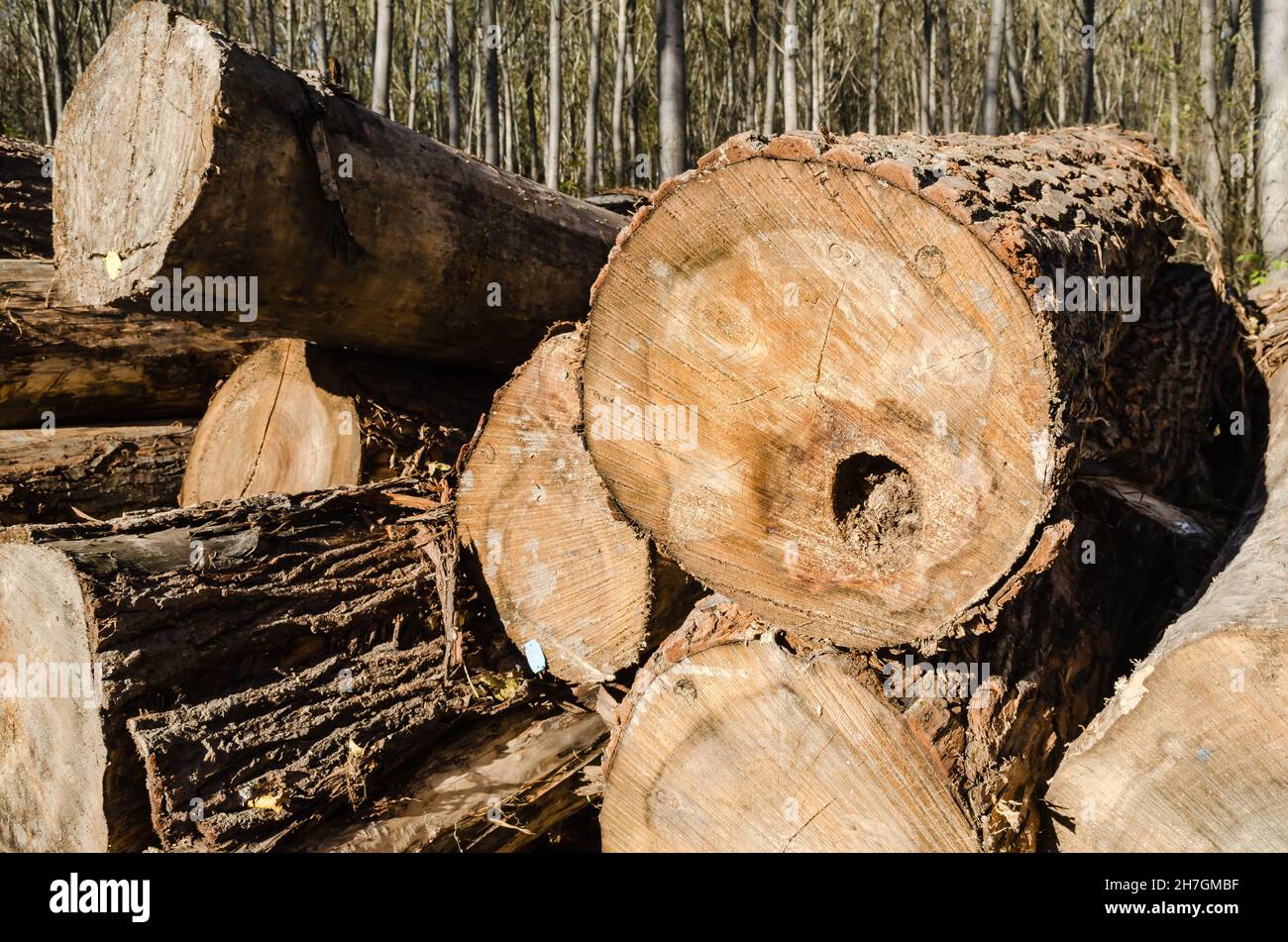 Cut poplar trees by the road in the autumn forest Stock Photo - Alamy