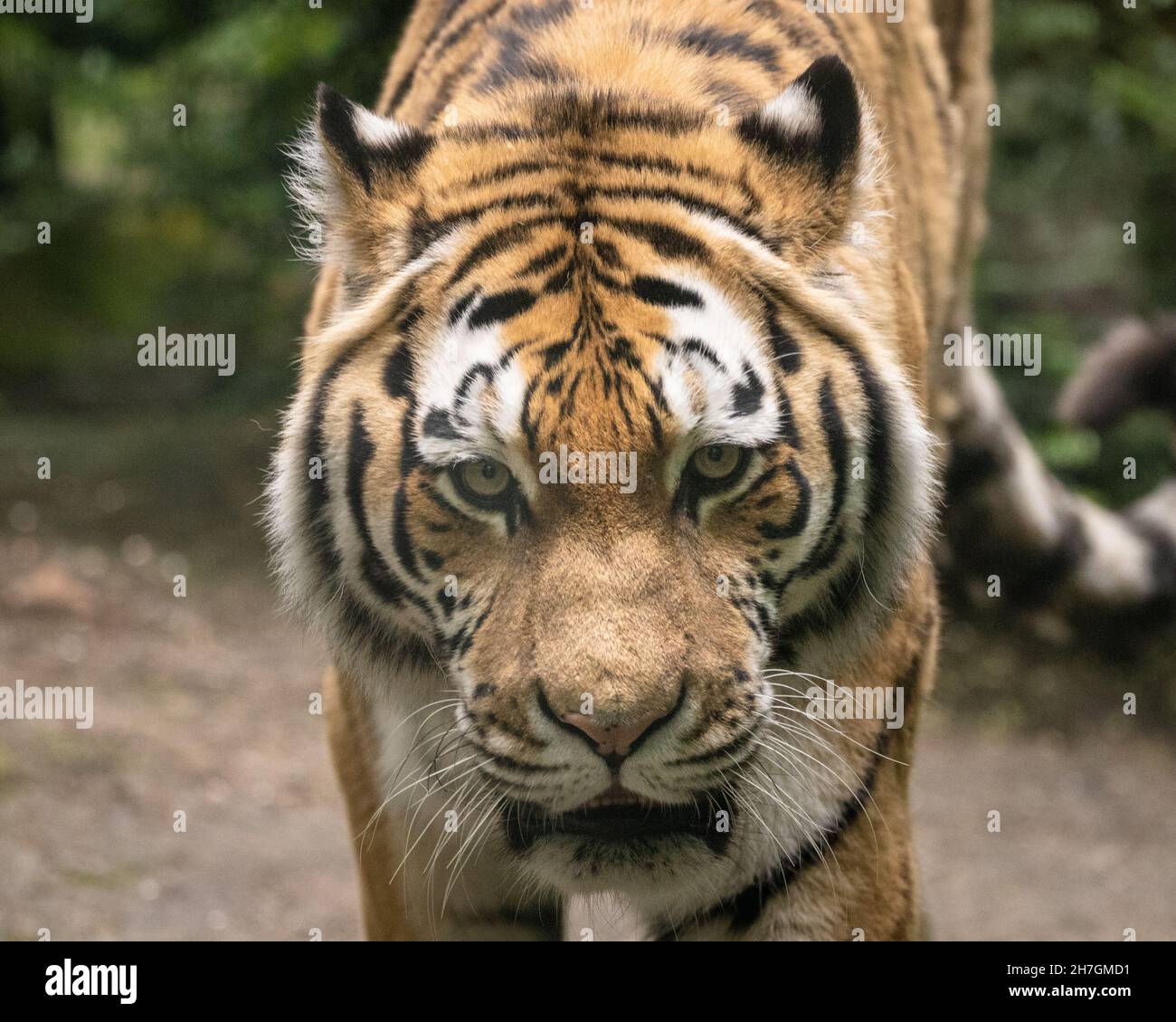 Tiger wildernes hi-res stock photography and images - Alamy