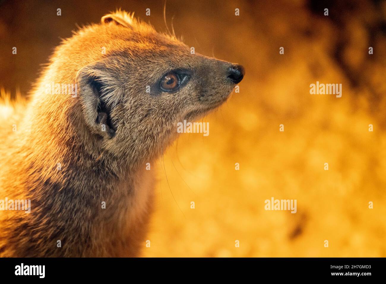 Fox mongoose hi-res stock photography and images - Alamy