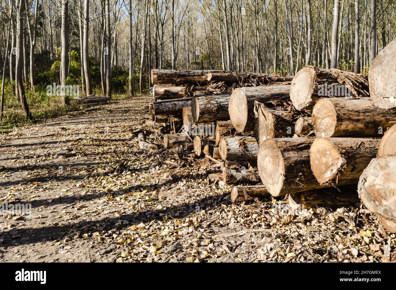 Cut poplar trees road hi-res stock photography and images - Alamy