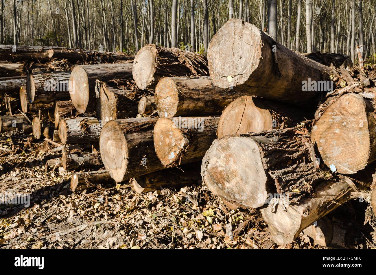 Cut poplar trees road hi-res stock photography and images - Alamy