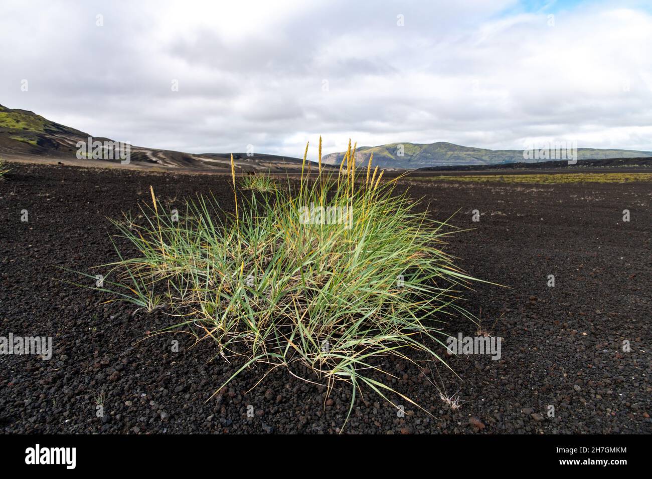 Low angle close up view of some grasses in an otherwise barren ...