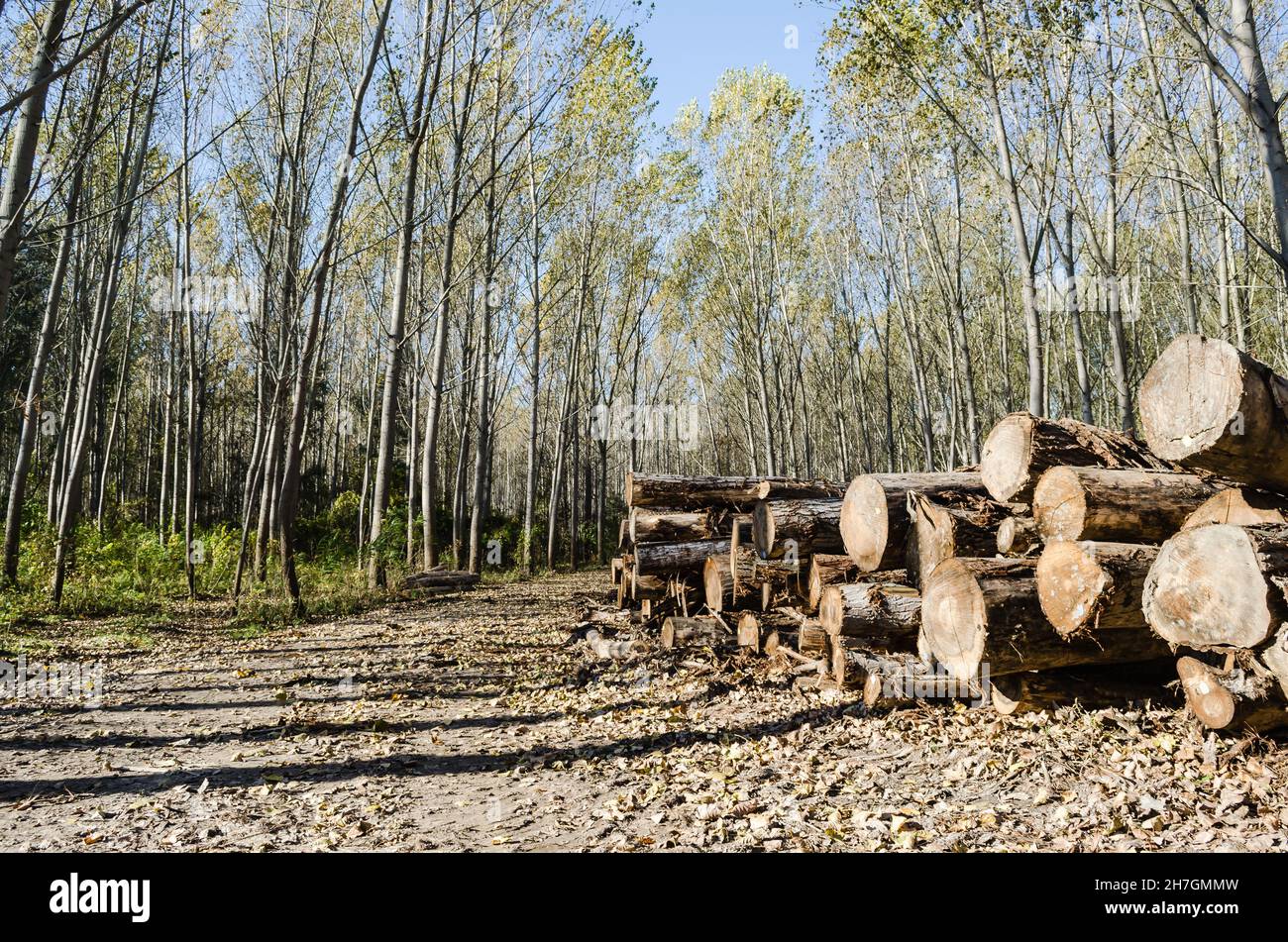 Cut poplar trees road hi-res stock photography and images - Alamy