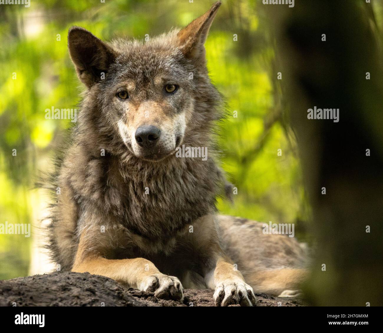 Male wolf alaska hi-res stock photography and images - Alamy