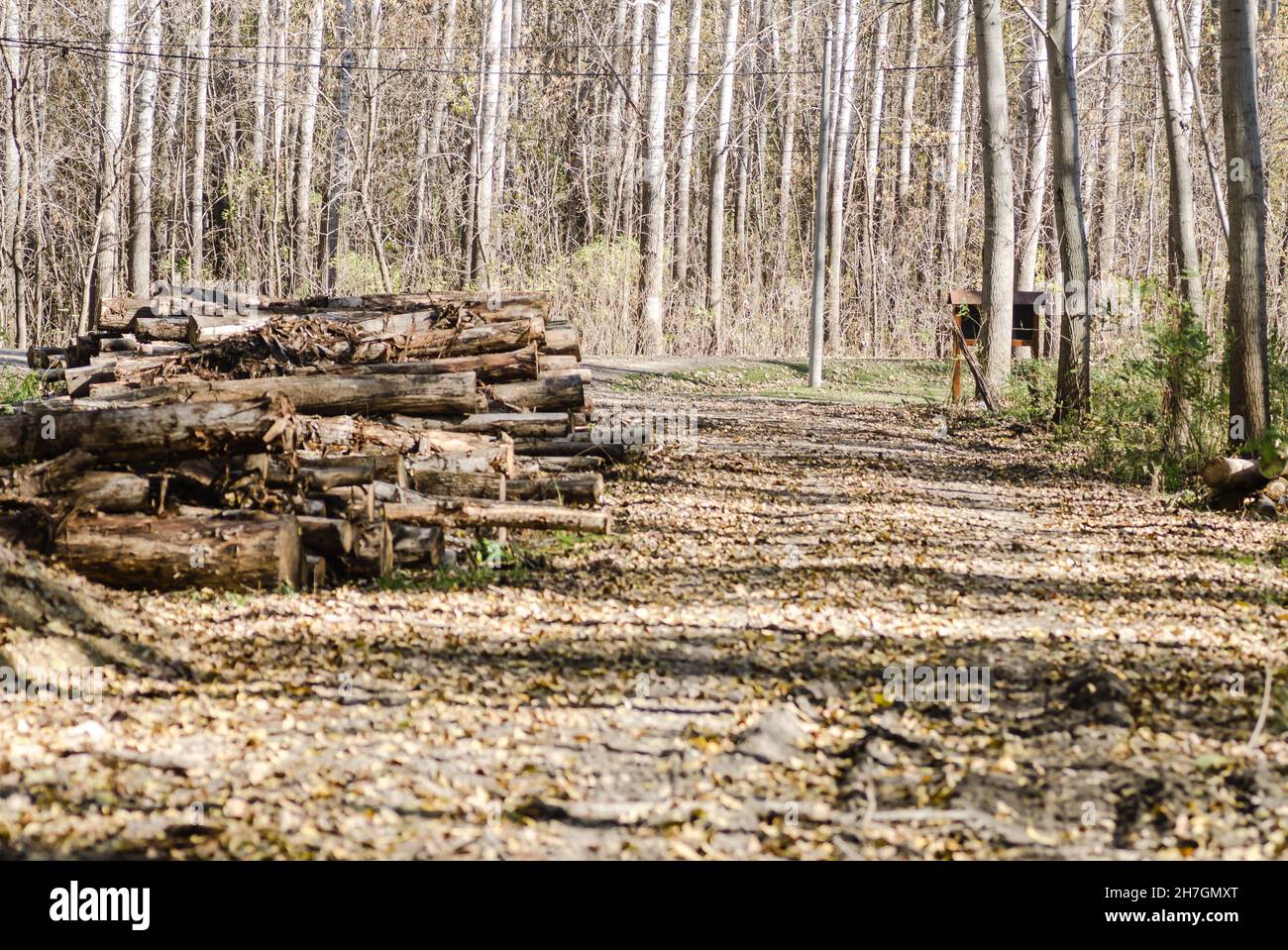 Cut poplar trees by the road in the autumn forest Stock Photo - Alamy
