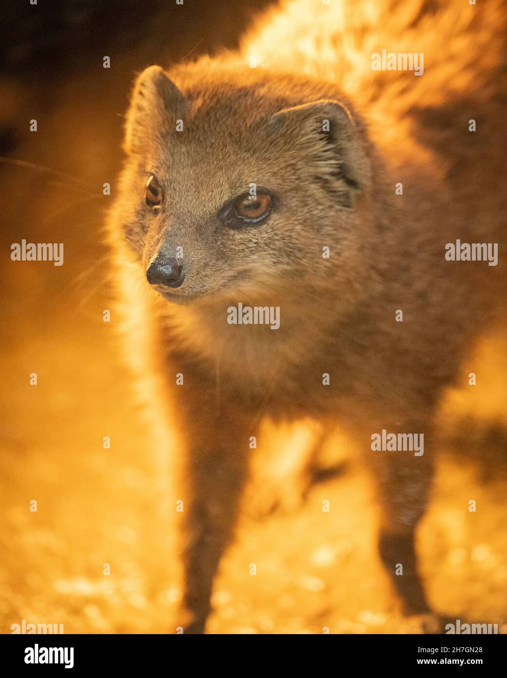 Fox Mongoose High Resolution Stock Photography and Images - Alamy