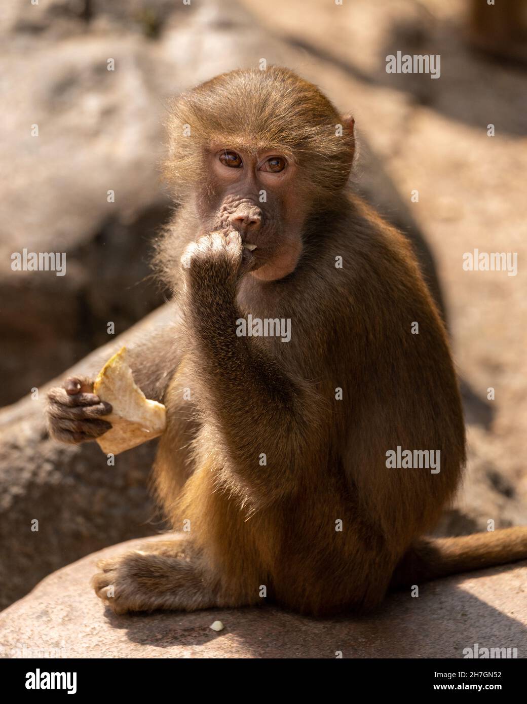 Vertical shot of a Hamadryas Baboon eating a fruit Stock Photo - Alamy
