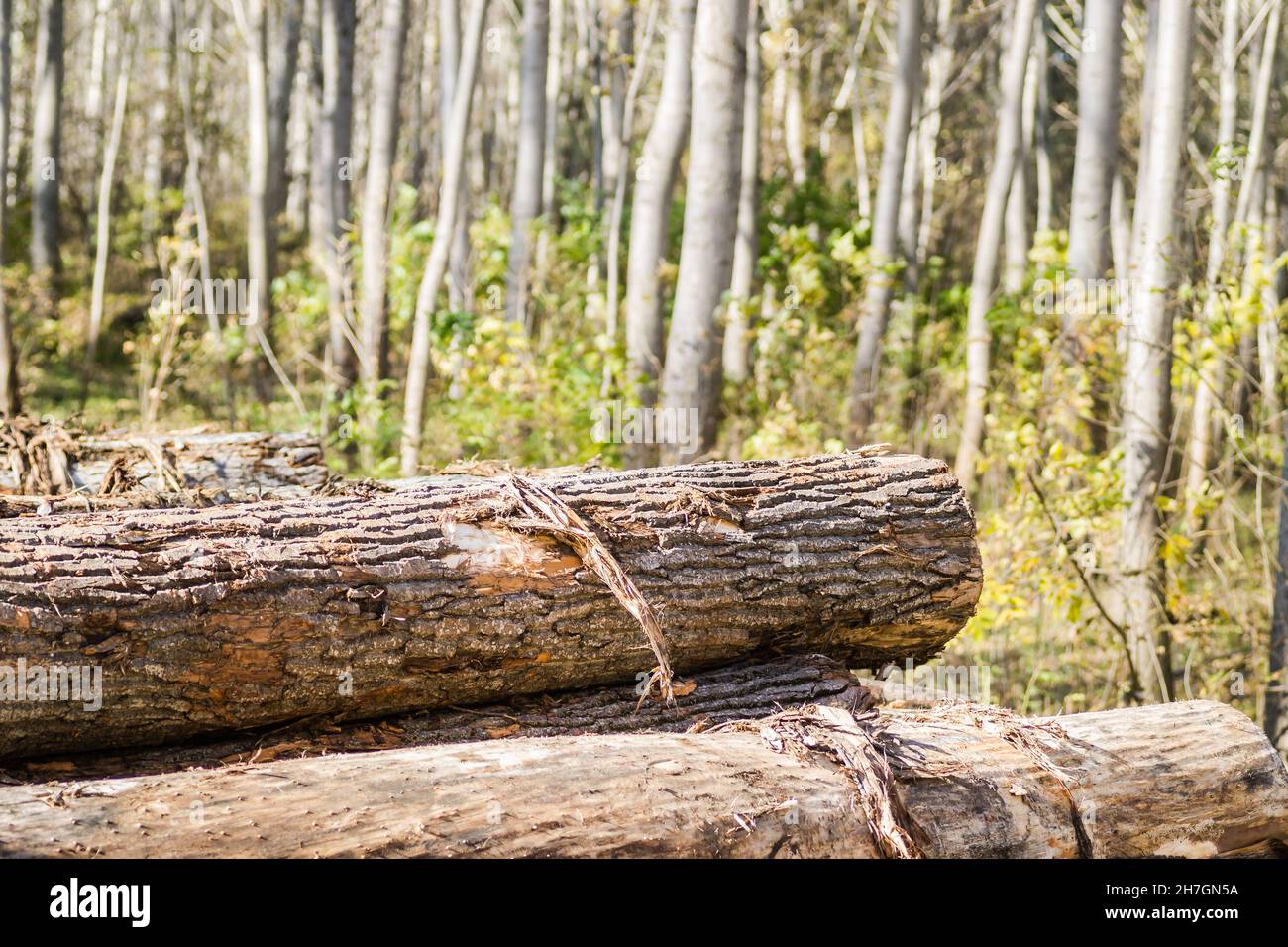 Cut poplar trees by the road in the autumn forest Stock Photo - Alamy