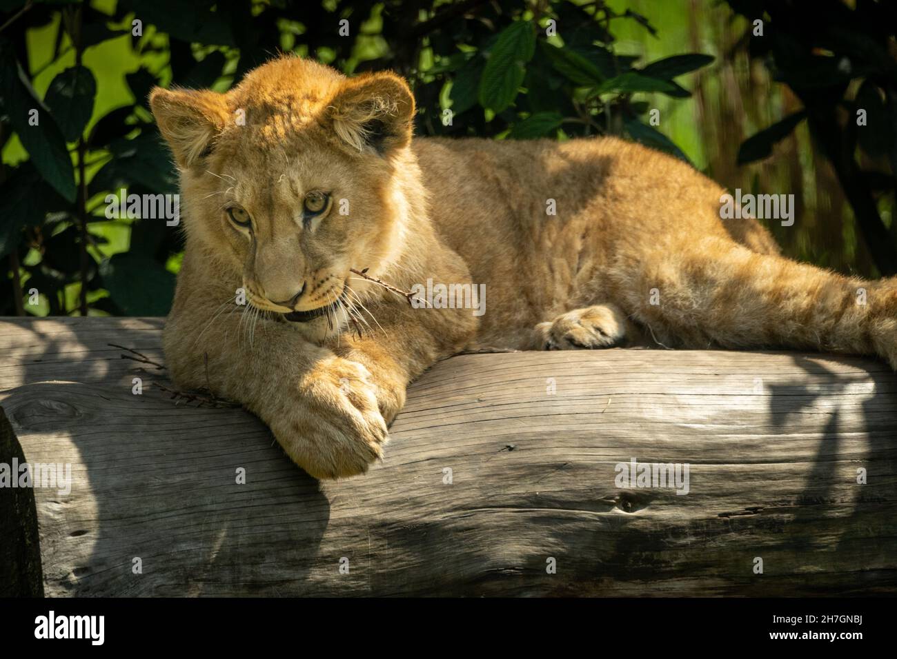 Beautiful female lion lying on a log Stock Photo - Alamy