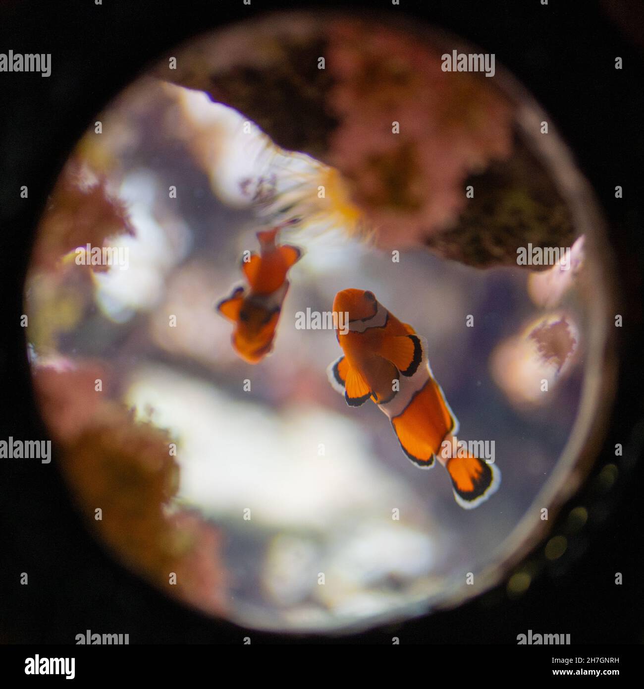 Closeup shot clownfish in hi-res stock photography and images - Alamy