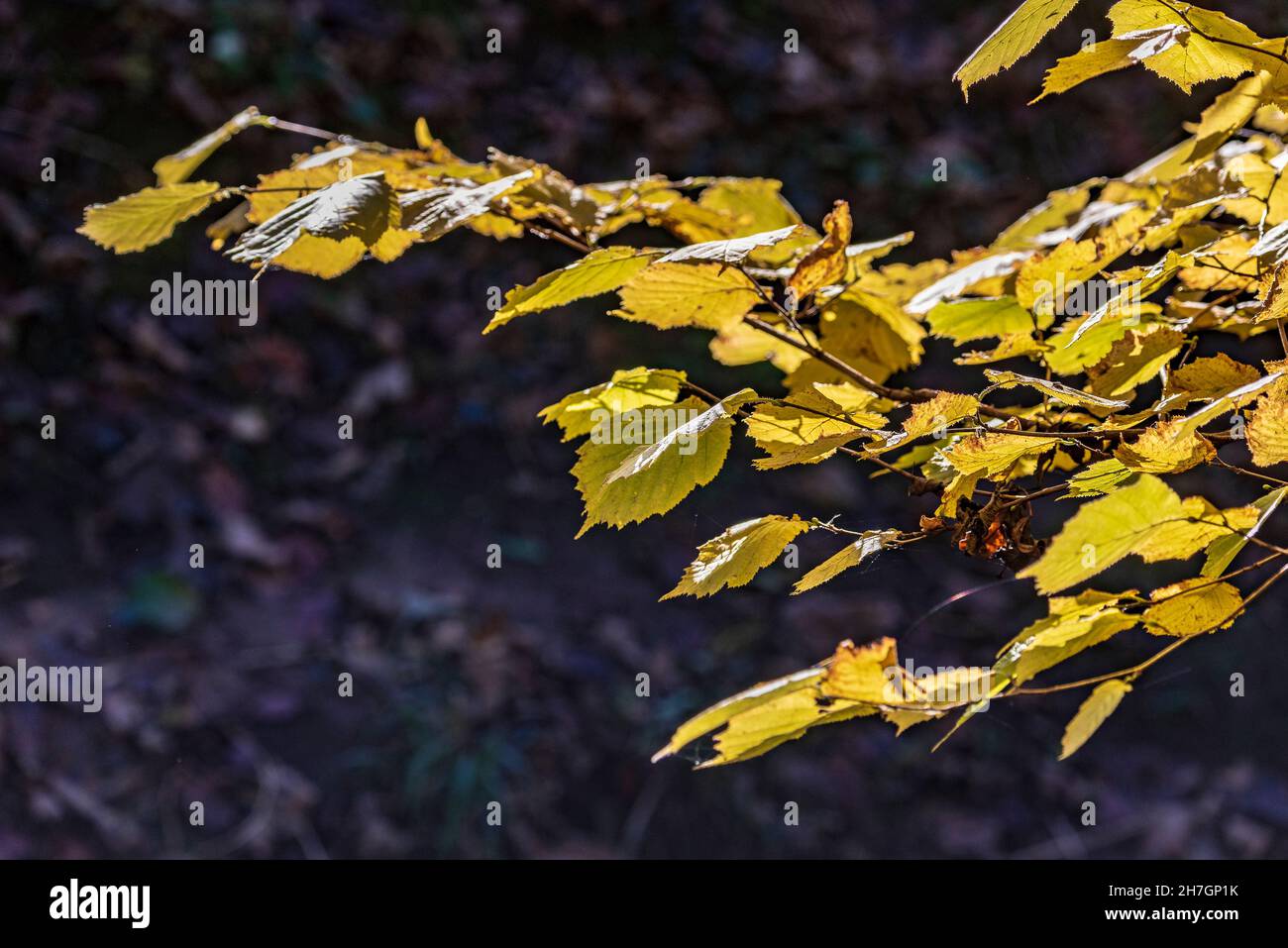 Backlit autumn leaves Stock Photo - Alamy