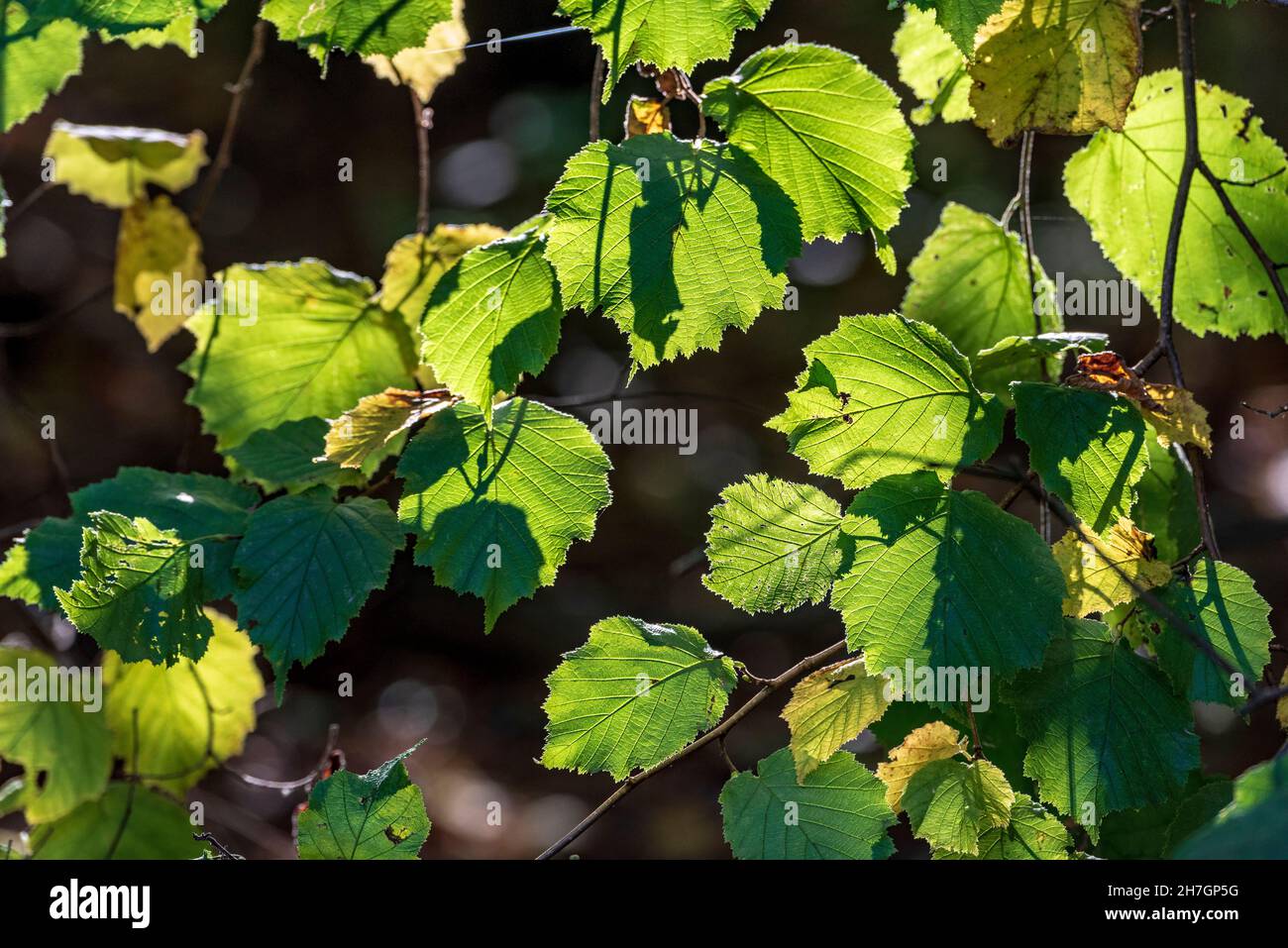 Backlit autumn leaves Stock Photo - Alamy