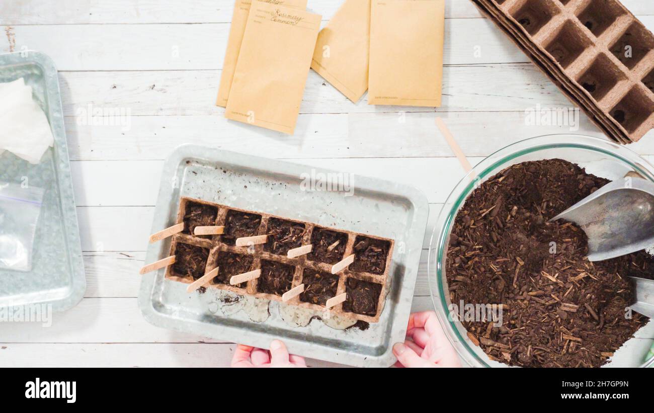 Flat lay. Planting seeds into small containers to start an indoor herb ...