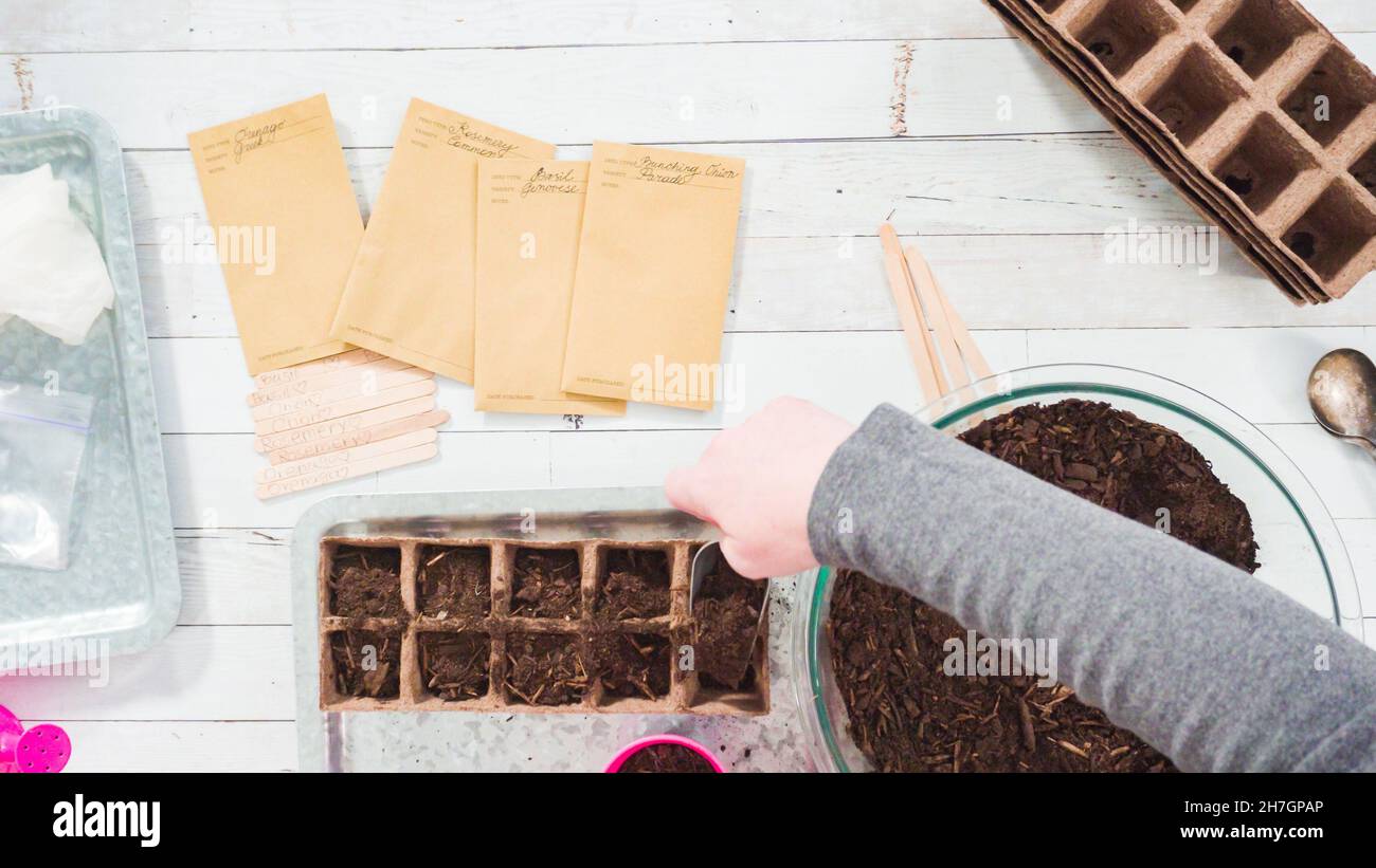 Flat lay. Planting seeds into small containers to start an indoor herb ...