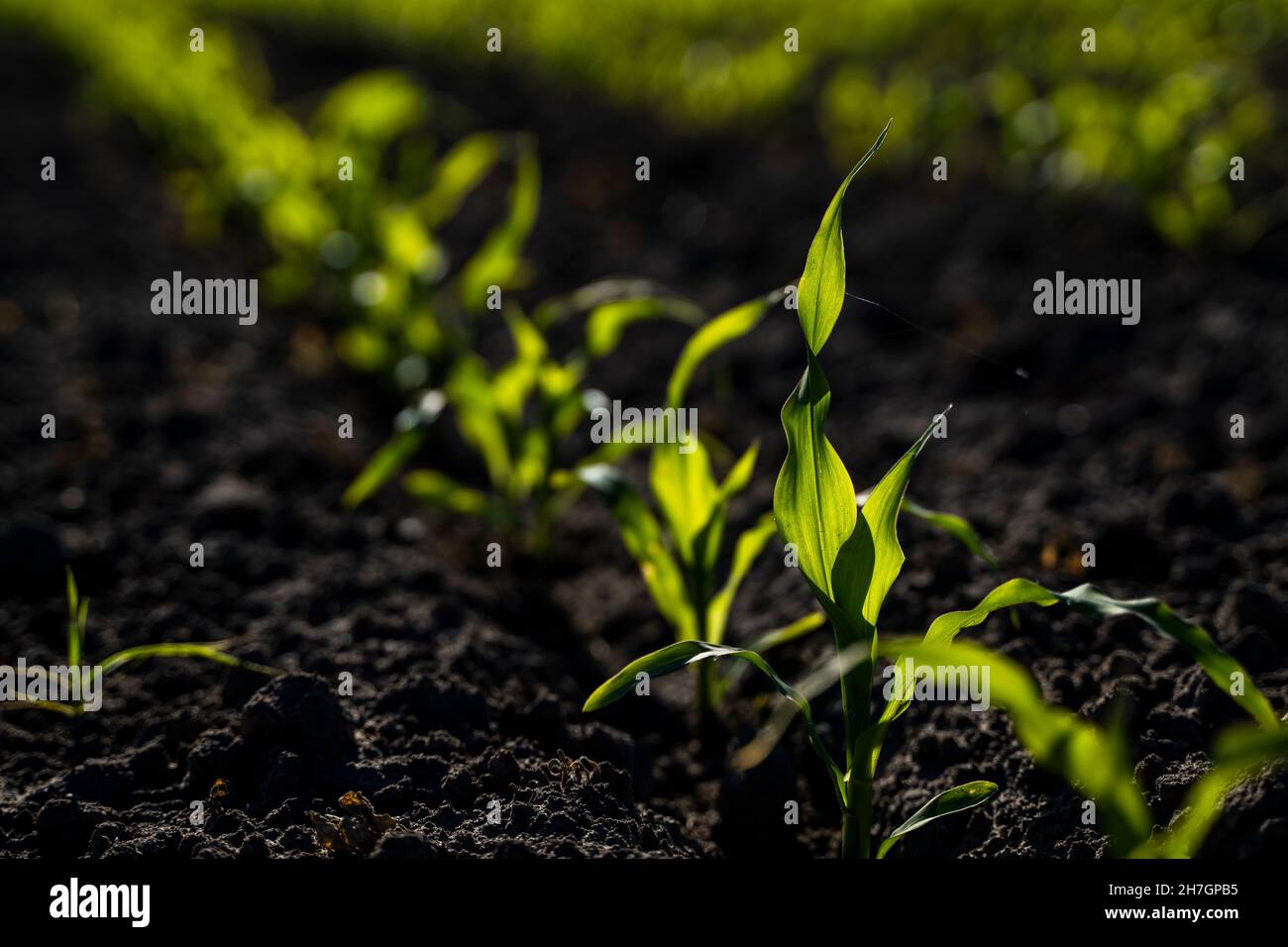 Rows young fresh corn hi-res stock photography and images - Alamy