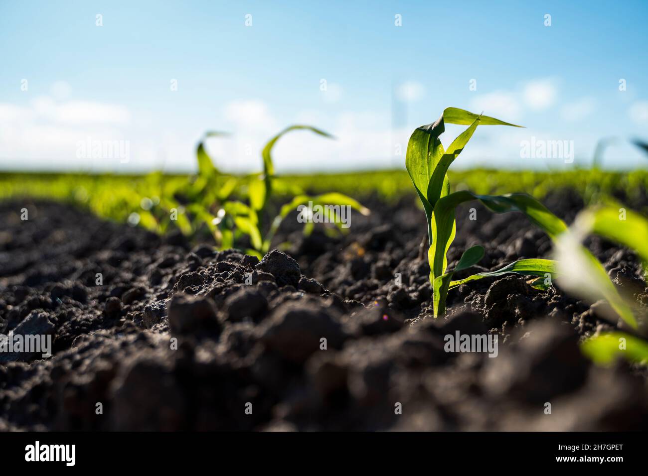 Non fertile soil hi-res stock photography and images - Alamy