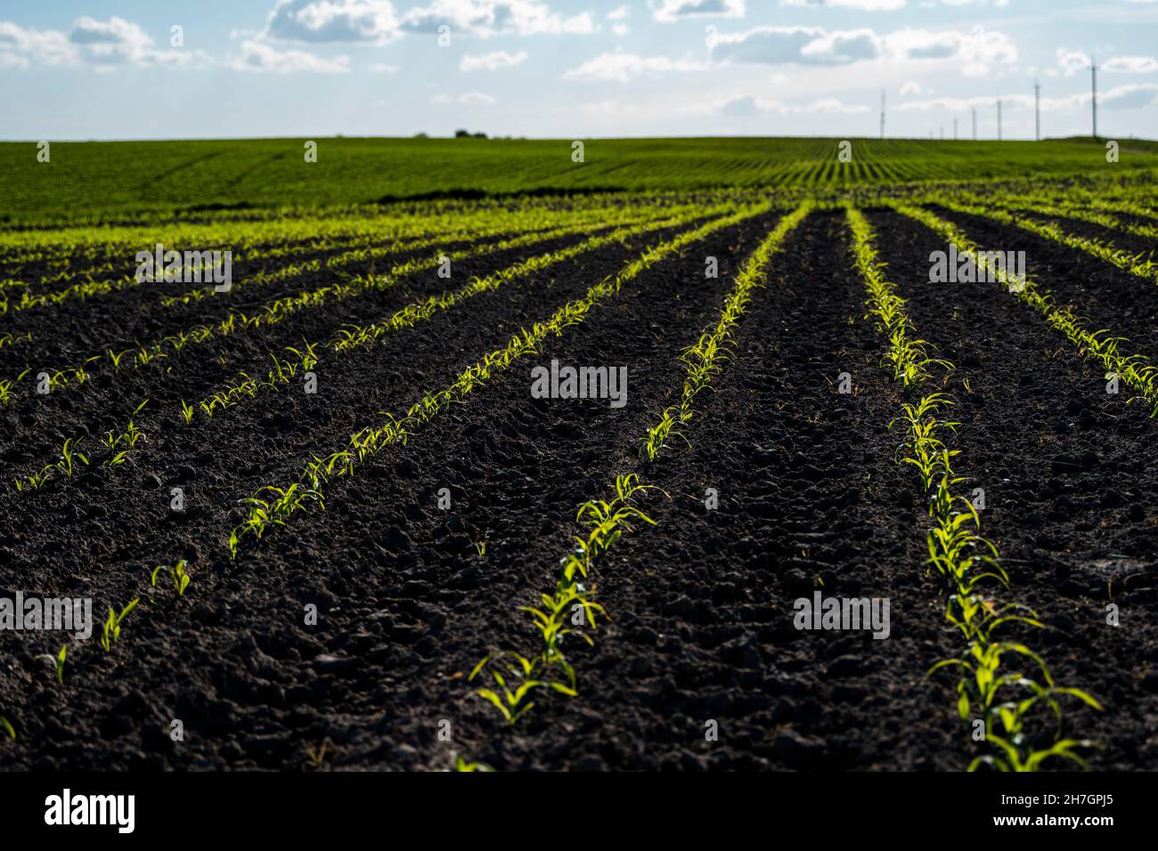 Young maize seedling growing on corn field in spring. Beautiful ...