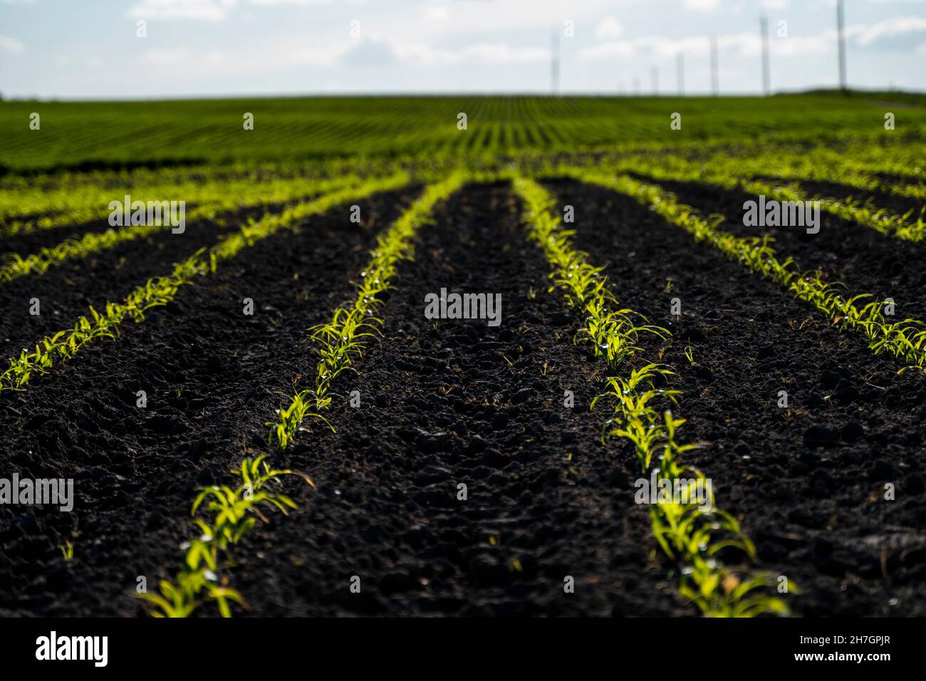 Panoramic view of row lines of young corn on fertile field in a summer ...