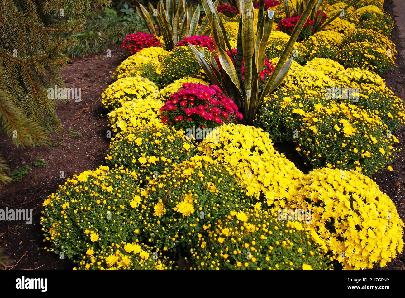 Closeup of colorful bushes growing in a garden surrounded by lush ...