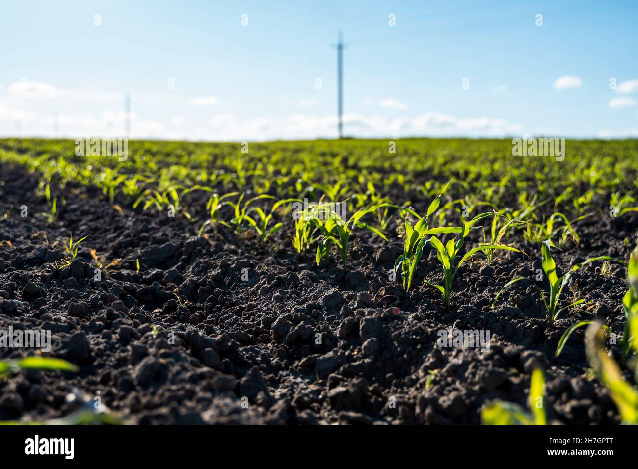 Field with rows of young corn. Rows of young, freshly germinated corn ...