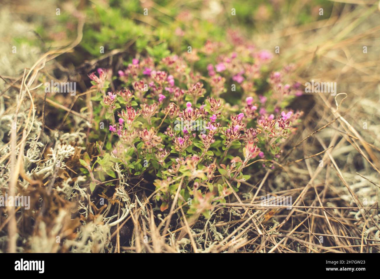 Closeup shot of thyme herbaceous plant in the meadow Stock Photo - Alamy