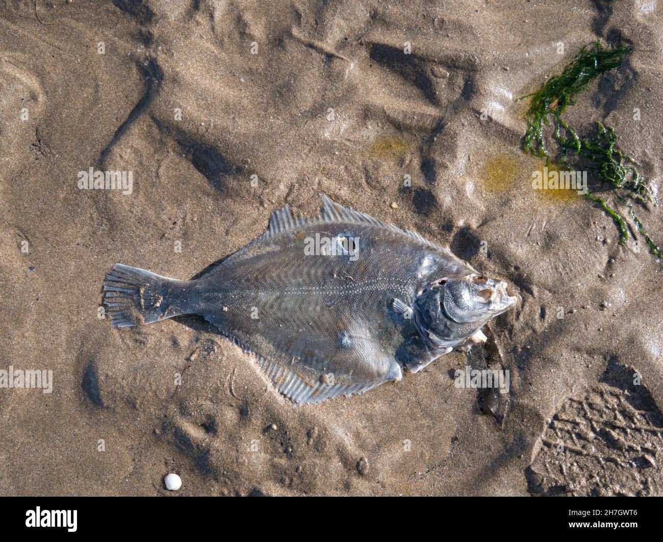 Flounder, flatfish washed up on beach, North Devon Stock Photo - Alamy
