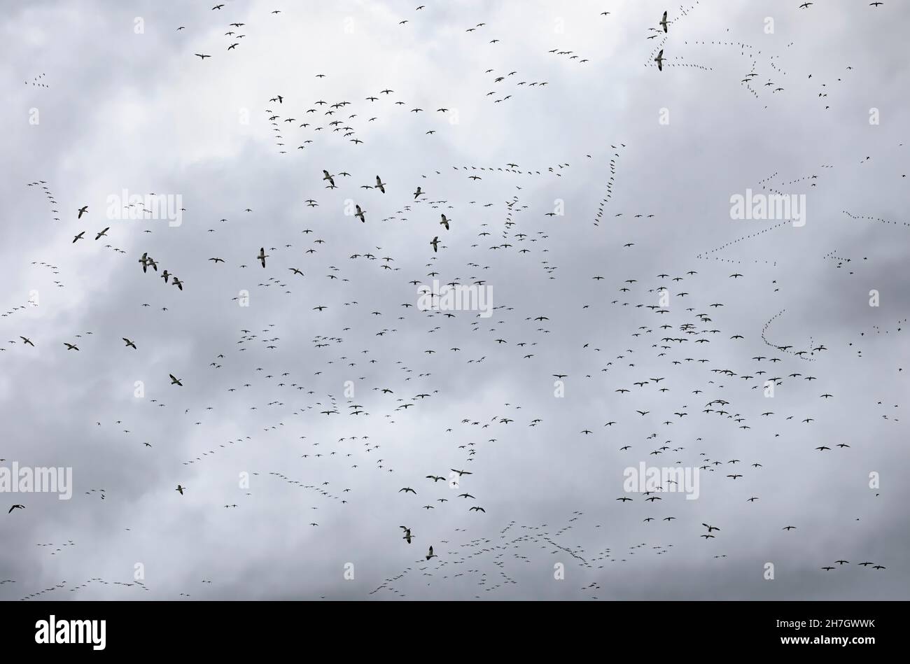 A flock of migrating snow geese heading north in autumn in Canada Stock ...