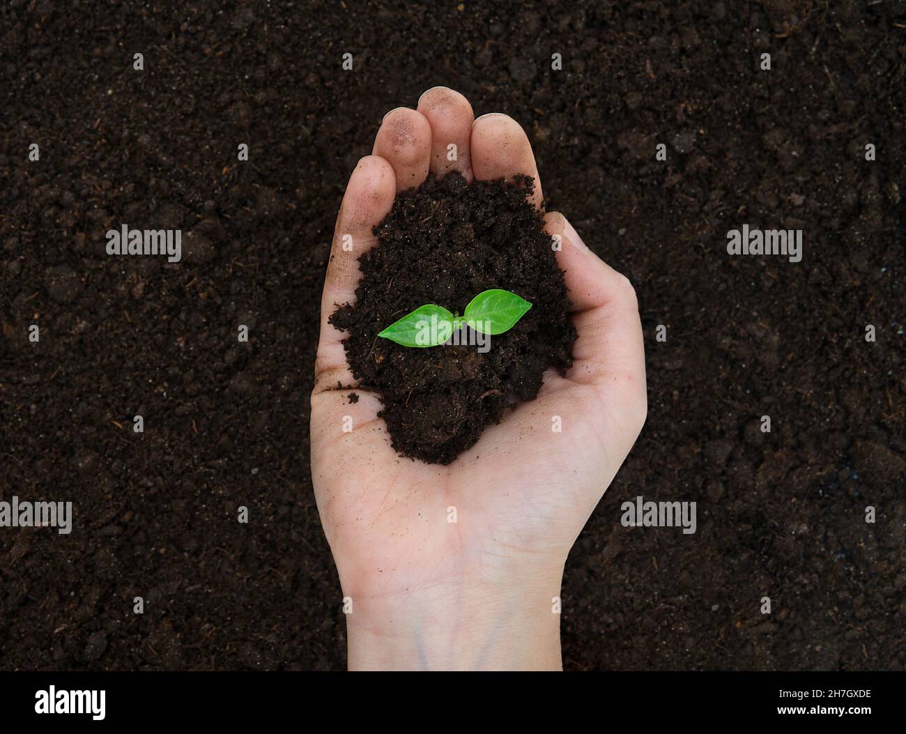 Handful of soil with a young plant growing. Preparing seedlings for ...
