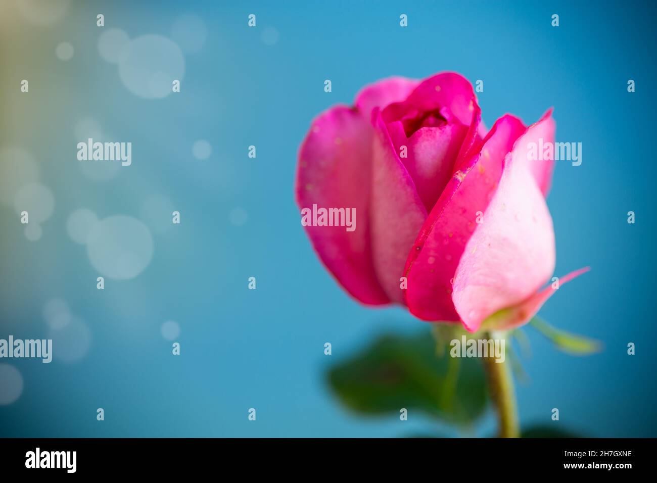 pink beautiful summer roses on abstract background Stock Photo - Alamy