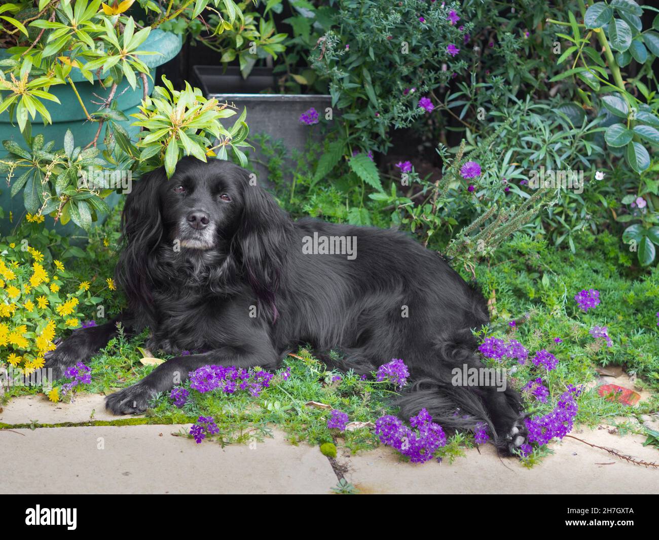 Black rescue dog relaxing in late summer flower bed, garden Stock Photo ...
