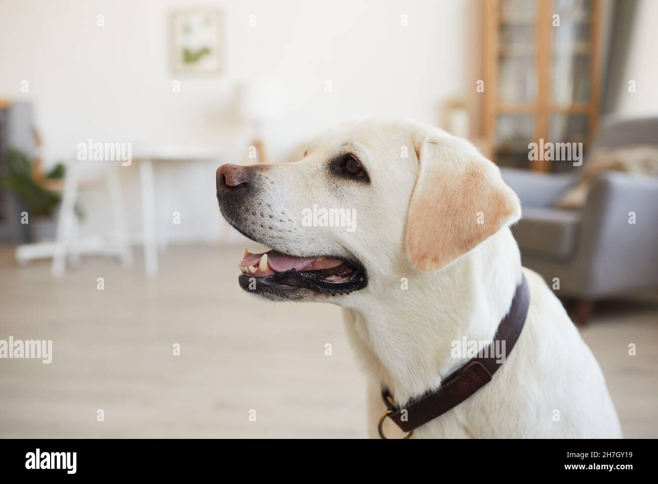 Side view portrait of white Labrador dog in light home interior, copy ...