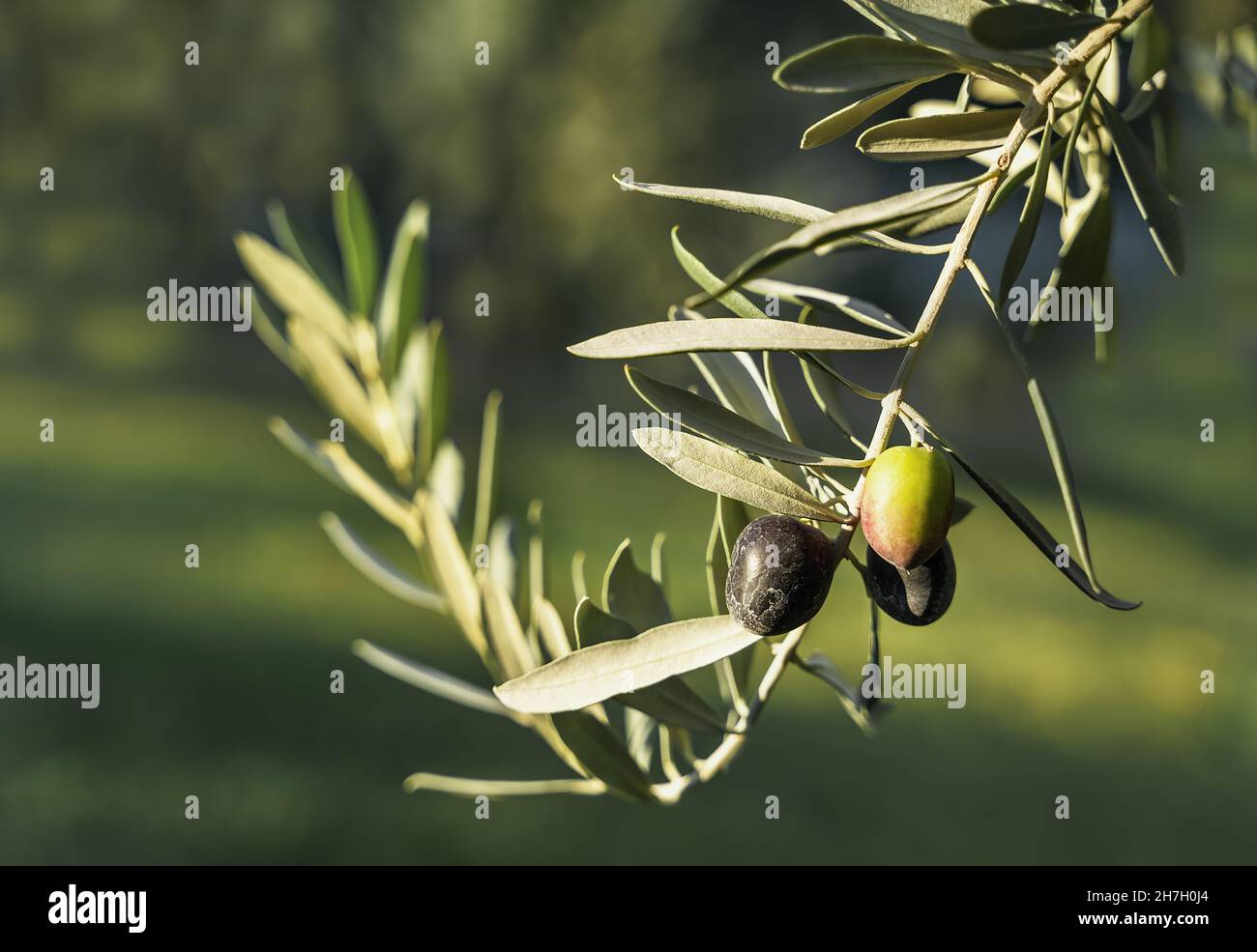 Closeup of fresh green olives on olive tree branch. Selective soft ...